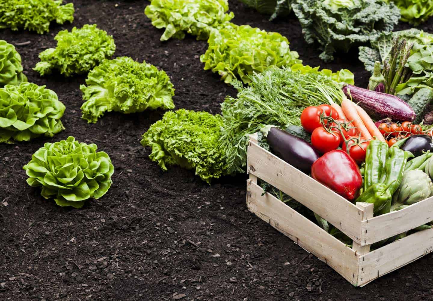 Veggie garden: What to plant in February - Food For Mzansi