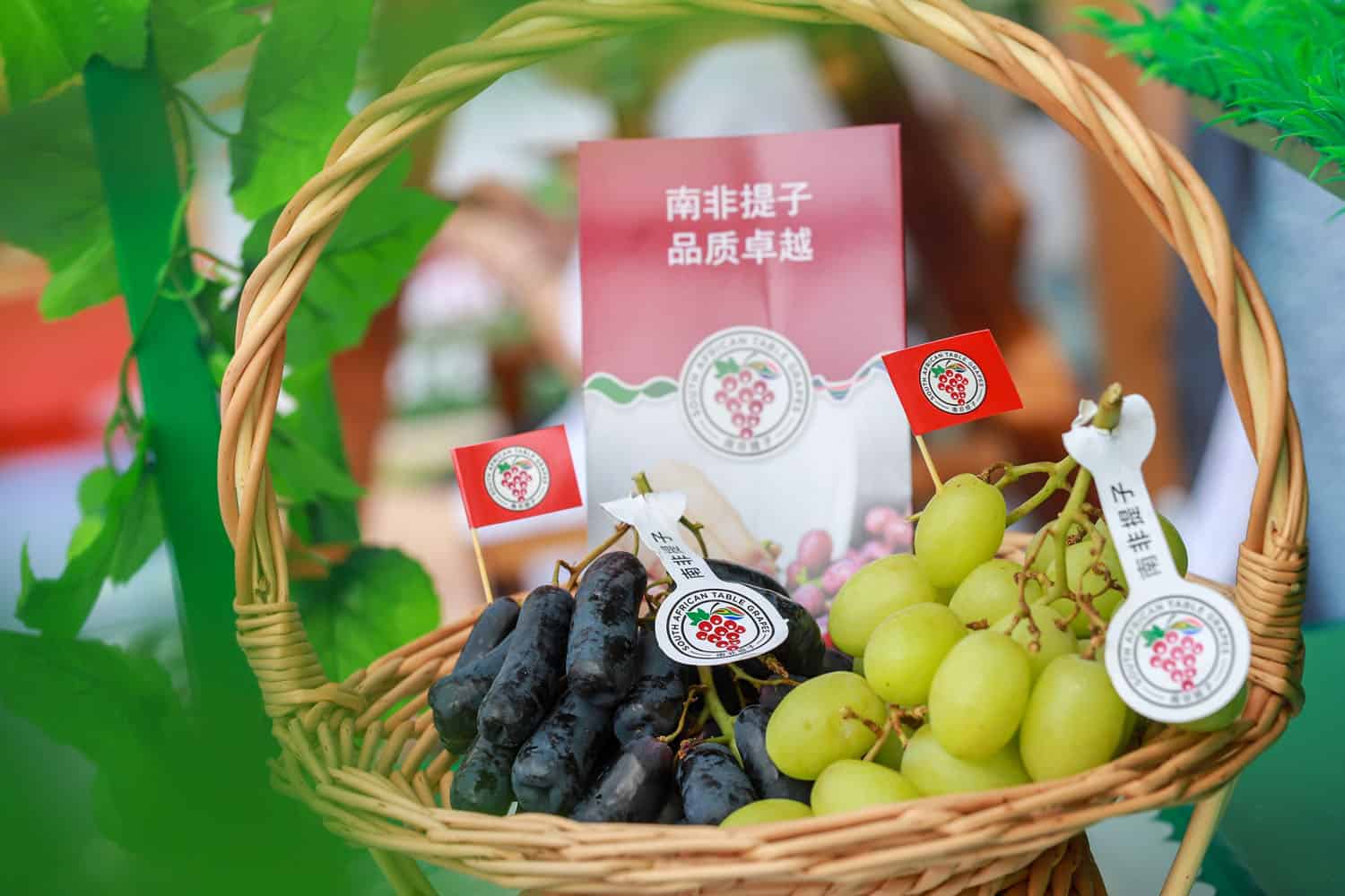 Table grape season officially kicks off in China - Food For Mzansi