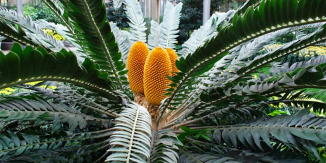New invasive pest threatens Africa’s endangered cycads