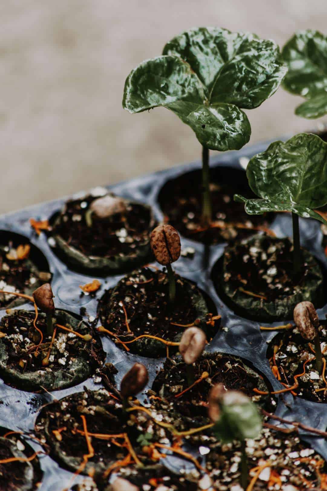 Coffee farming: 10 steps to starting up in SA