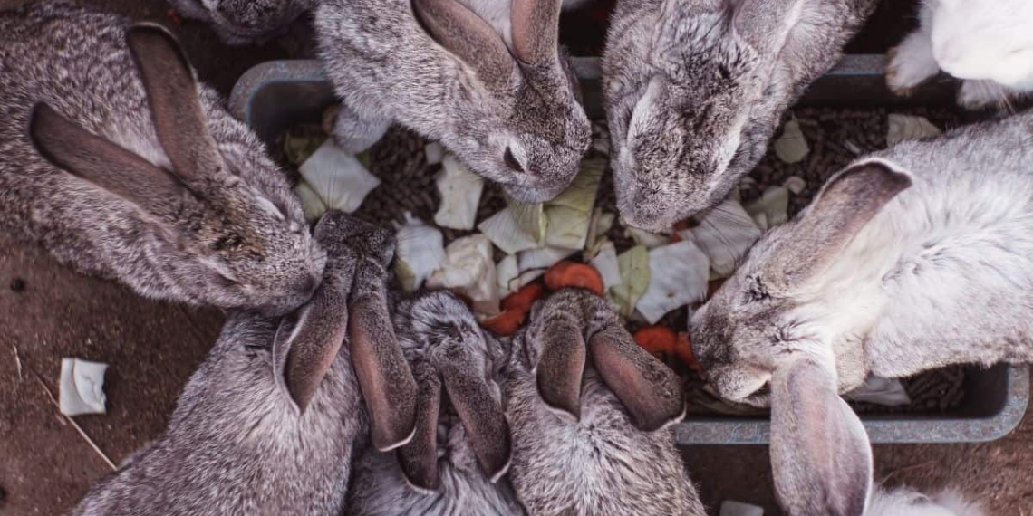 Farmer's guide: How to farm with rabbits