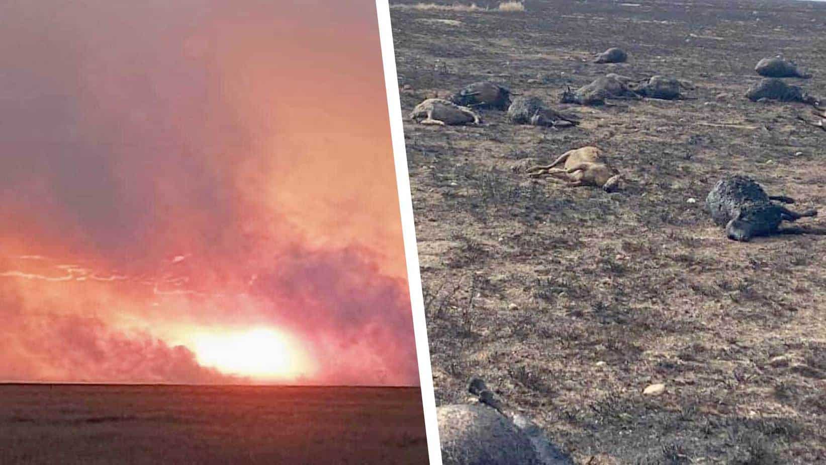 Farmers picking up pieces after devastating Free State fire