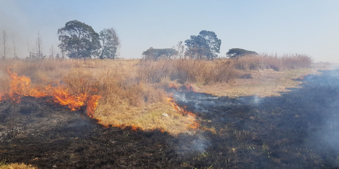 Fire: Farmers' regenerative tool for livestock grazing