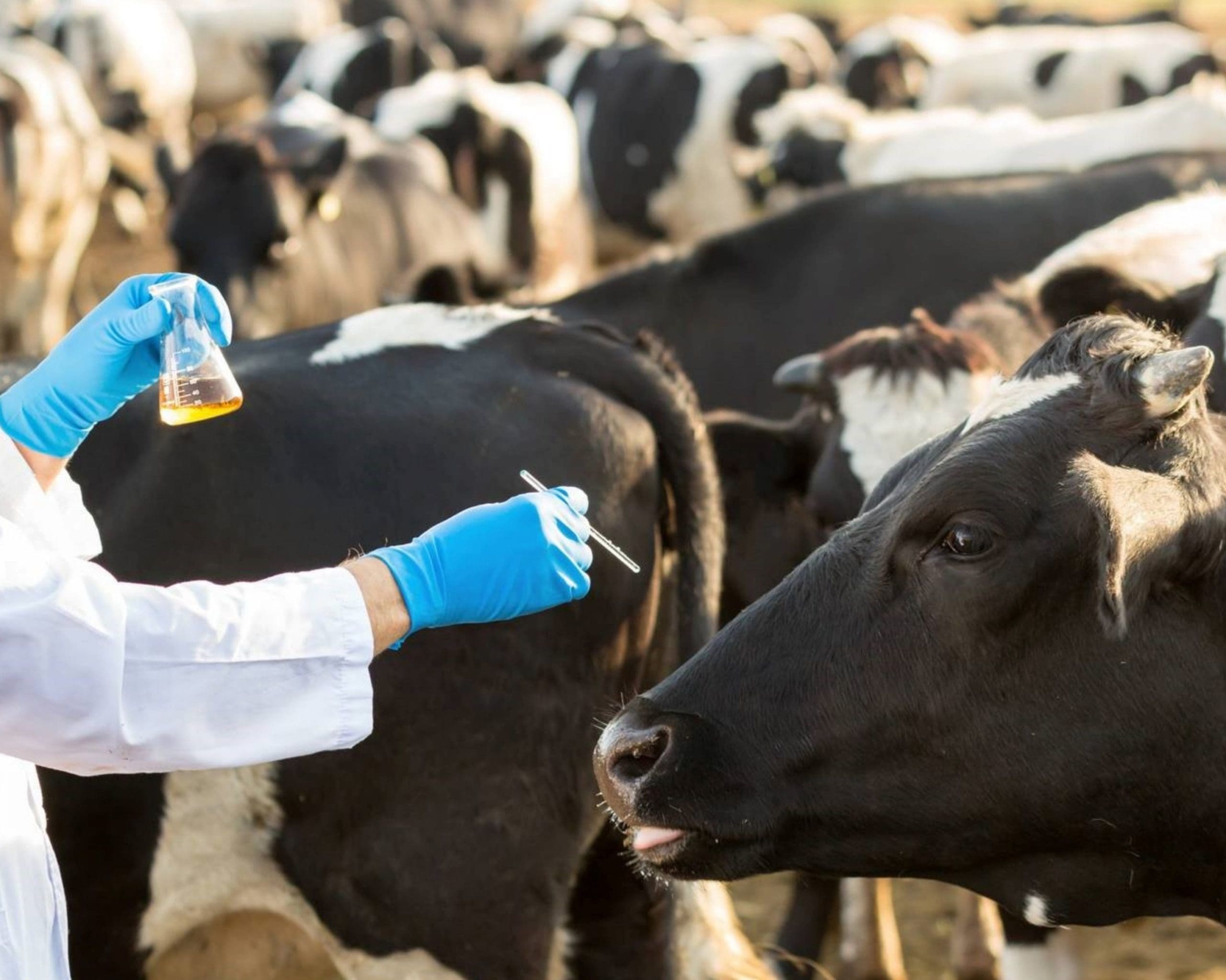 FS state vet services 'almost non-existent'