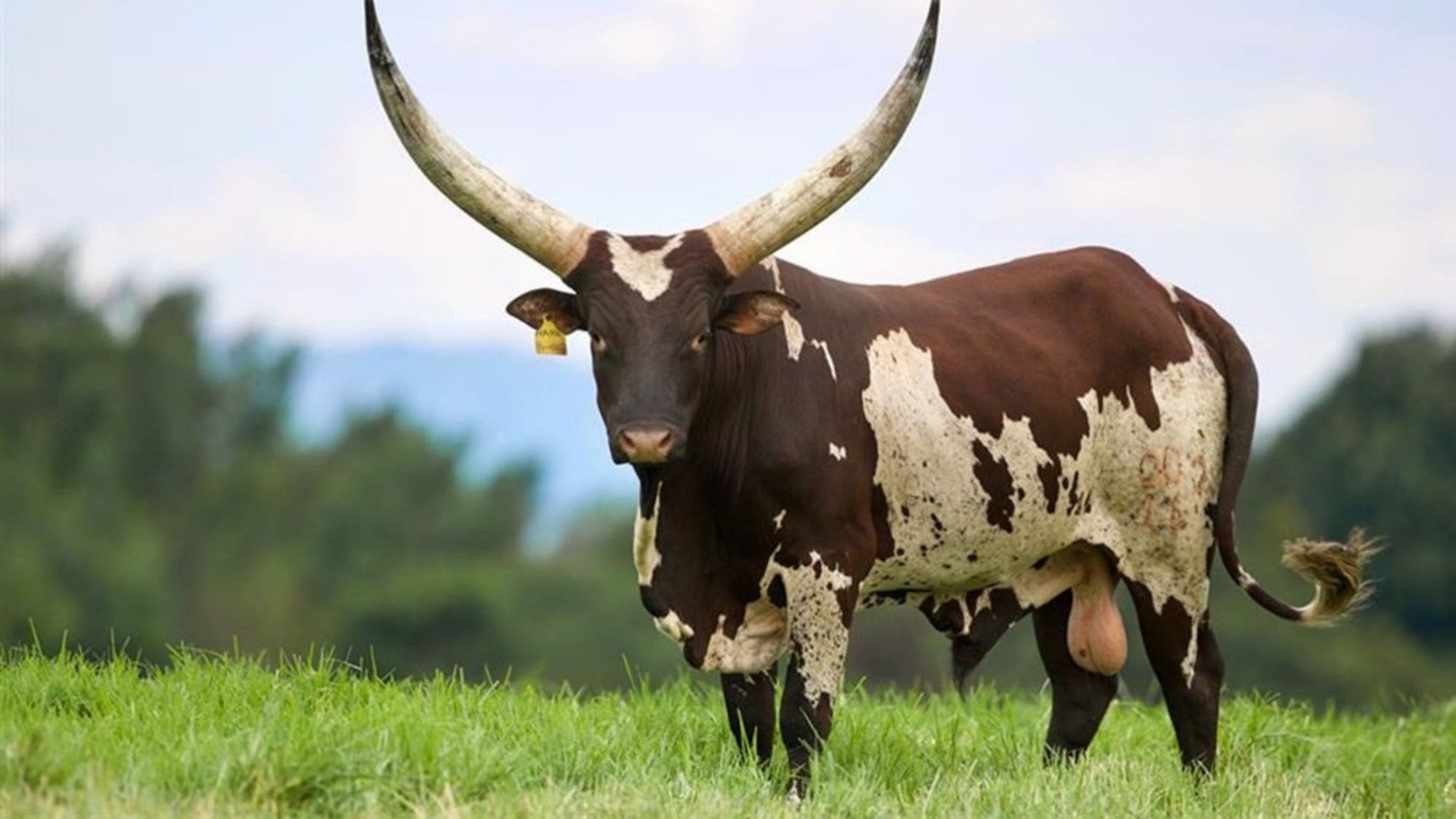 Scrotum size matters: Bigger is better in bulls - Food For Mzansi