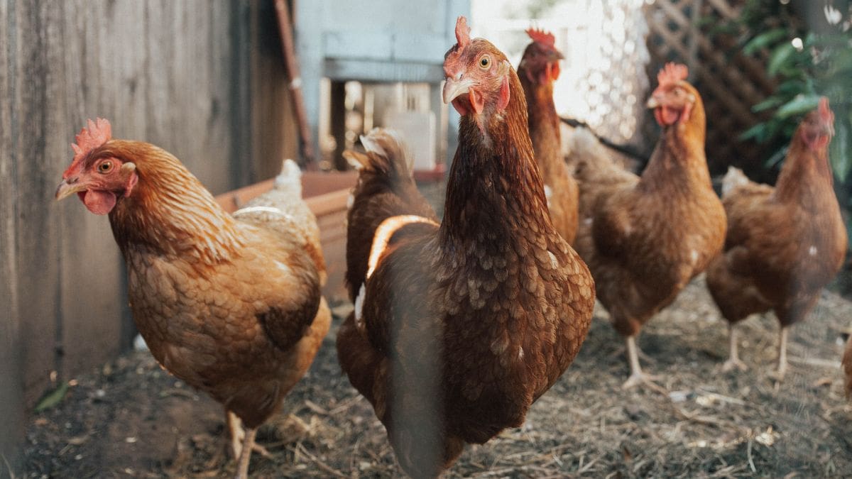 Small-scale farmer's guide to layer production - Food For Mzansi