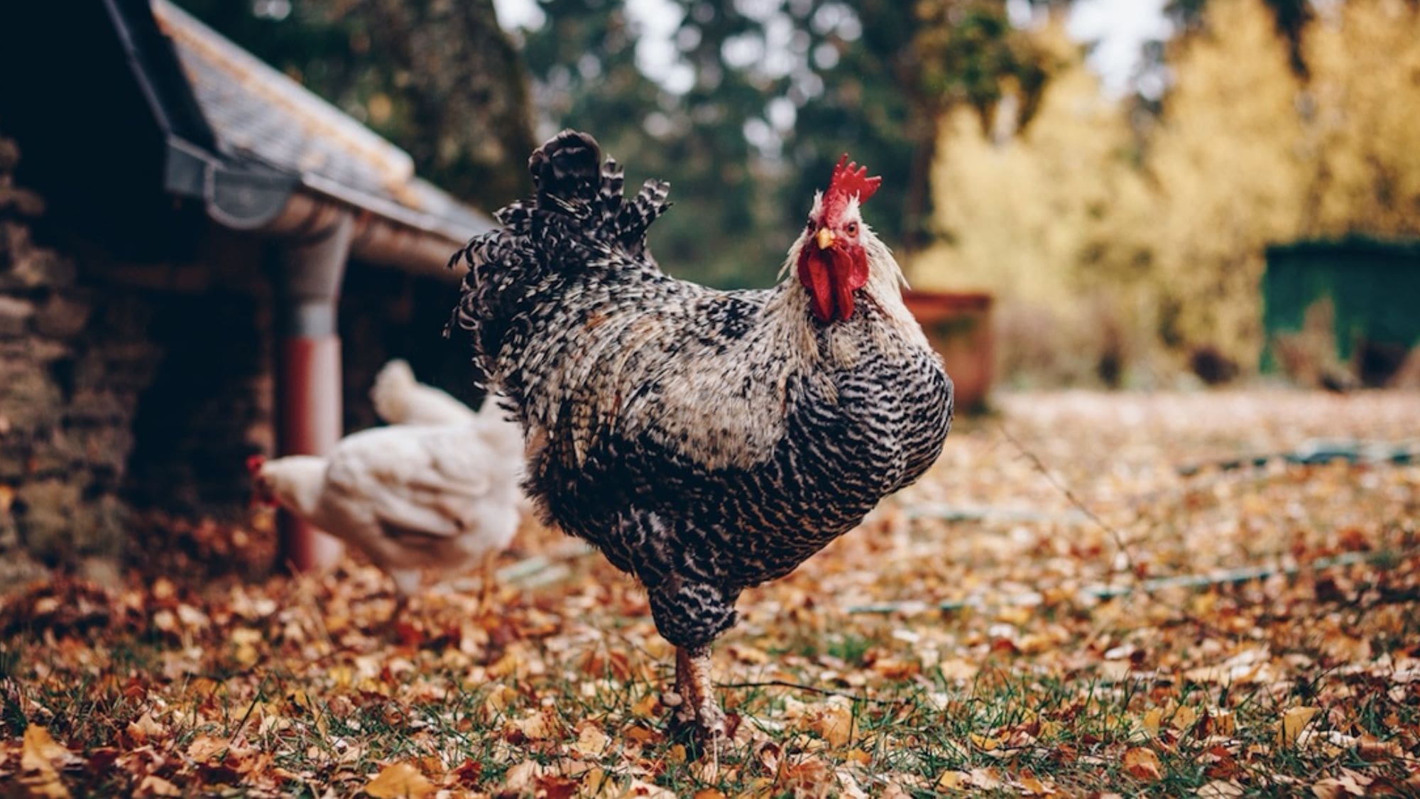 Meadow Feeds: ‘Healthy chickens, healthy profits’