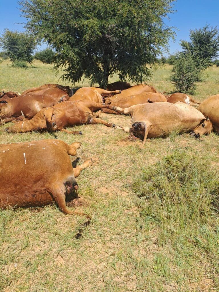 In pictures: Livestock farmers lose everything - Food For Mzansi