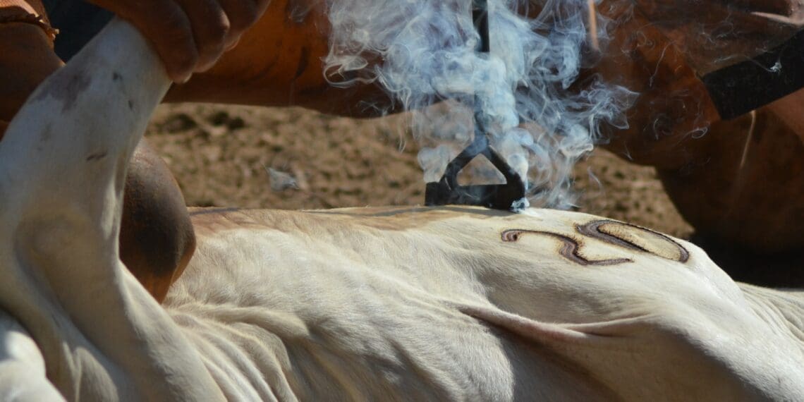 Why livestock branding is important for farmers - Food For Mzansi