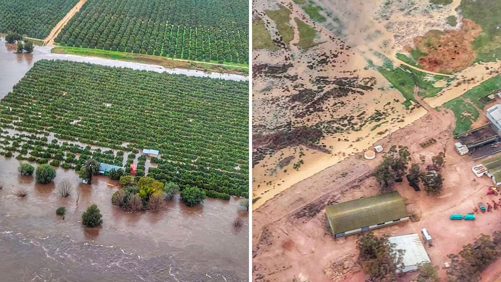 Floods cause two-week citrus harvesting delay - Food For Mzansi