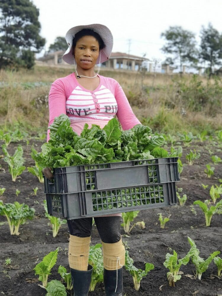 Kusegazini kuNgalavu ukutshala ukudla - Food For Mzansi