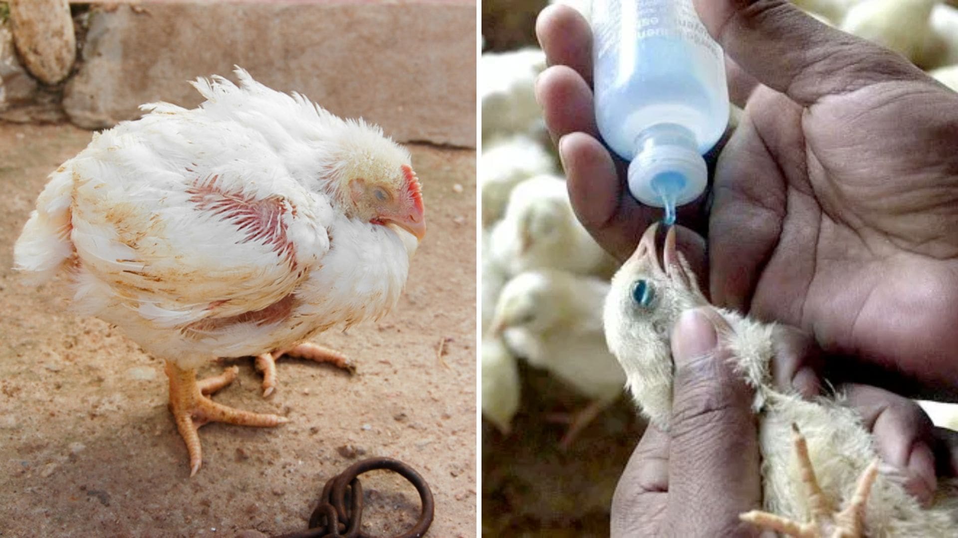 Cold-blooded killer: Gumboro strikes poultry farms - Food For Mzansi