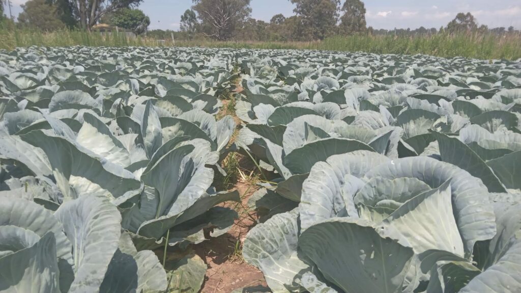 Farmer Mbokane celebrates first harvest for 2024 - Food For Mzansi