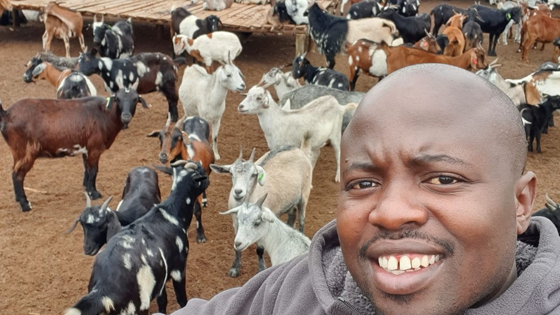 Innovative goat breeding and training propel Mudau to the top - Food ...