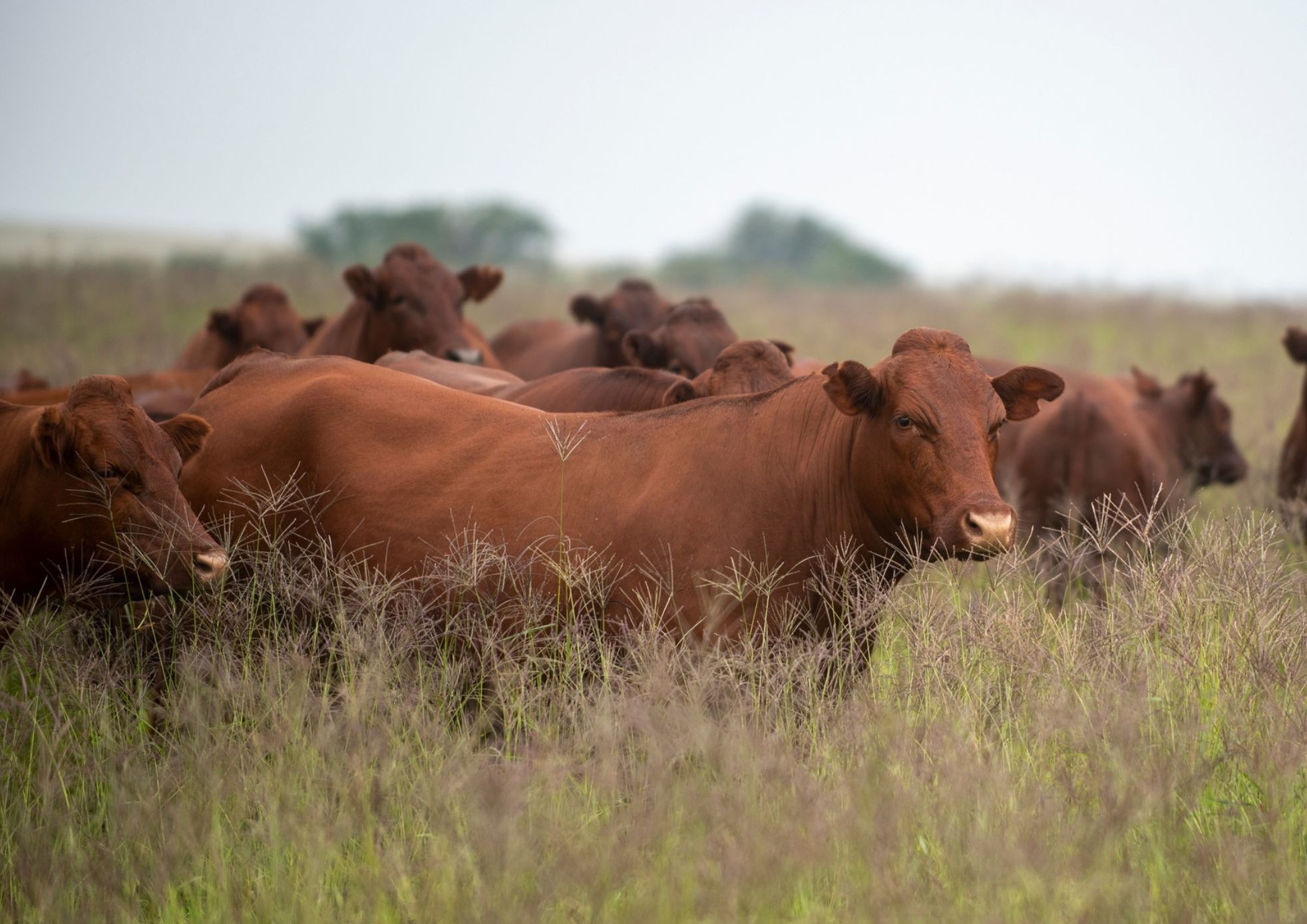 Ask Afrivet: Top tips on tick bite management in livestock - Food For ...