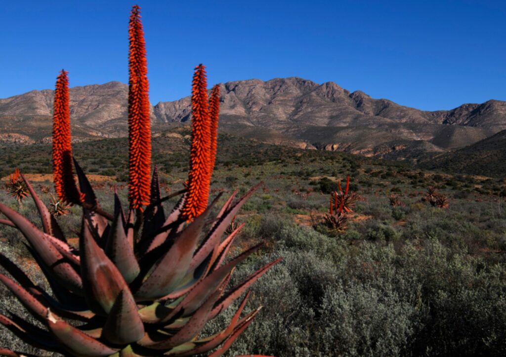 Explore nature’s pharmacy with these top medicinal plants - Food For Mzansi