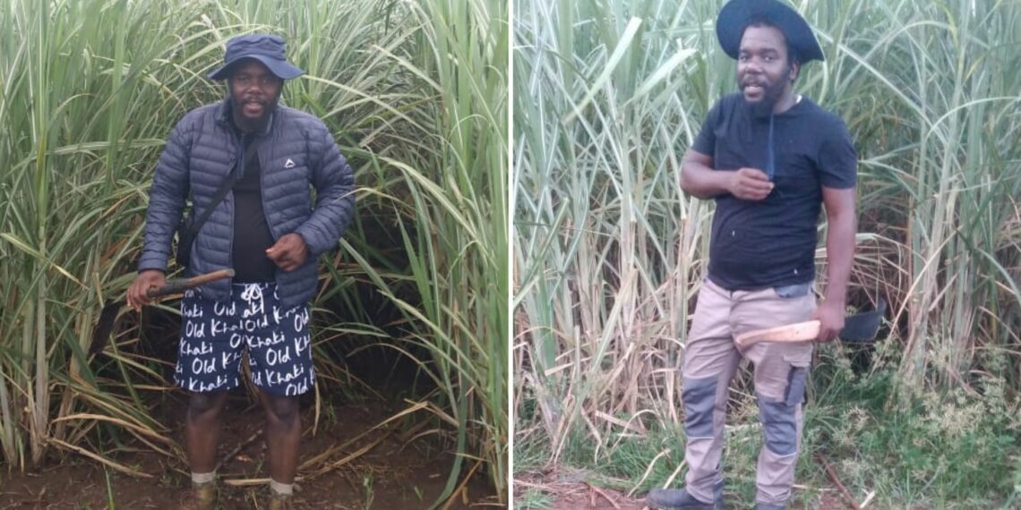 Dedicated Mhlongo restores father’s sugarcane farm and legacy - Food ...
