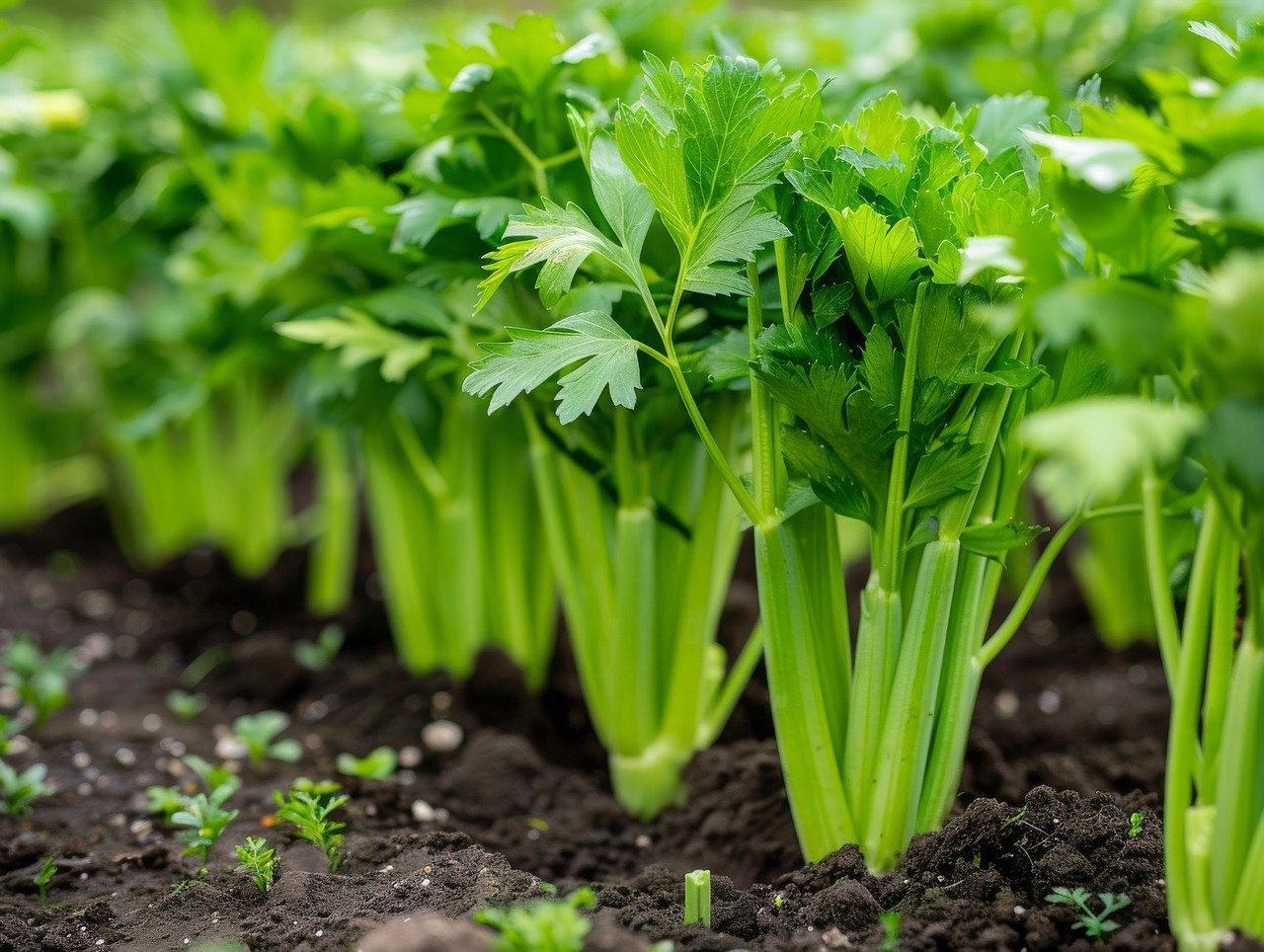 Celery success: Planting tips for year-round enjoyment - Food For Mzansi
