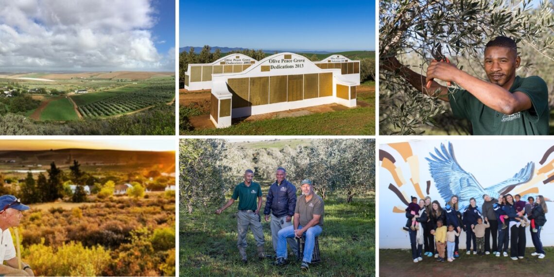 Goedgedacht Trust breaks olive harvest record - Food For Mzansi