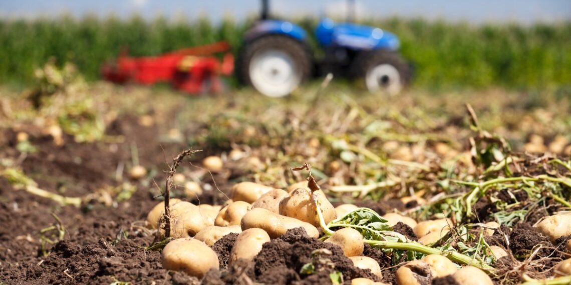 Potato supply stable despite frost concerns, says Potatoes SA - Food ...