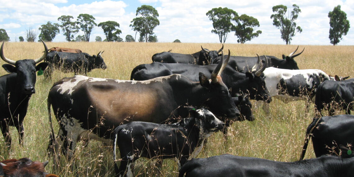Mobile units to bring vital livestock services to small-scale farmers - Food For Mzansi