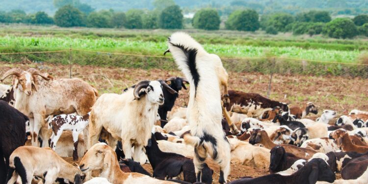 Goat farming: Key steps to get you started and grow - Food For Mzansi