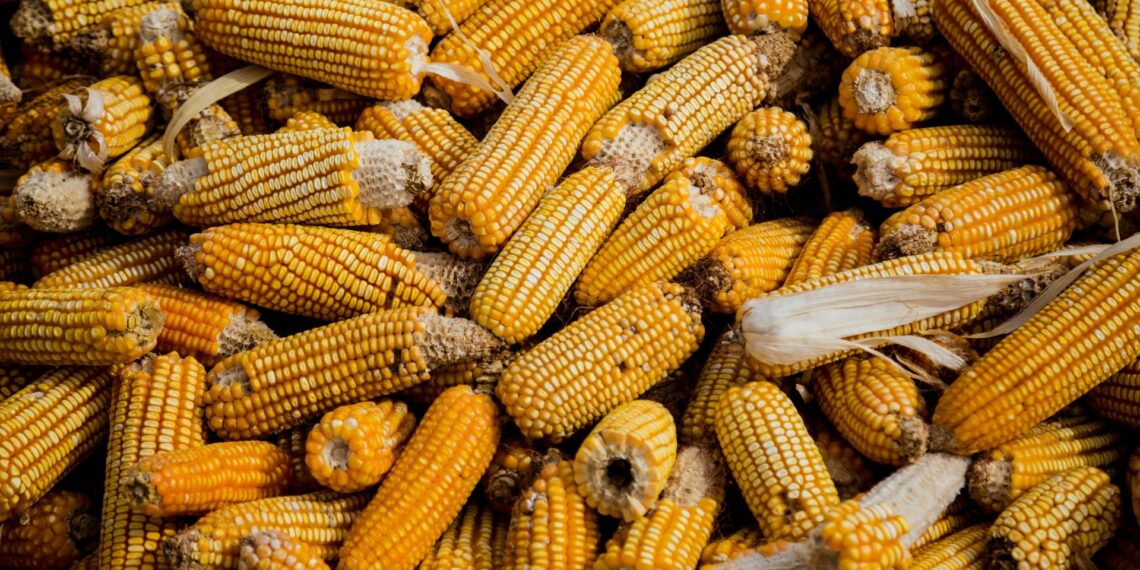 UFS team nominated for groundbreaking crop research - Food For Mzansi