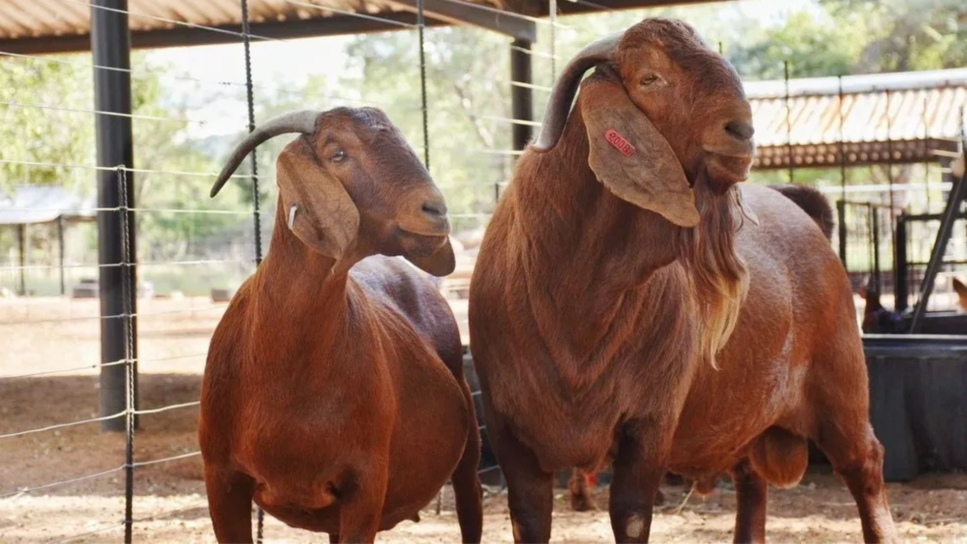 Why Kalahari Red goats are winning over SA farmers - Food For Mzansi