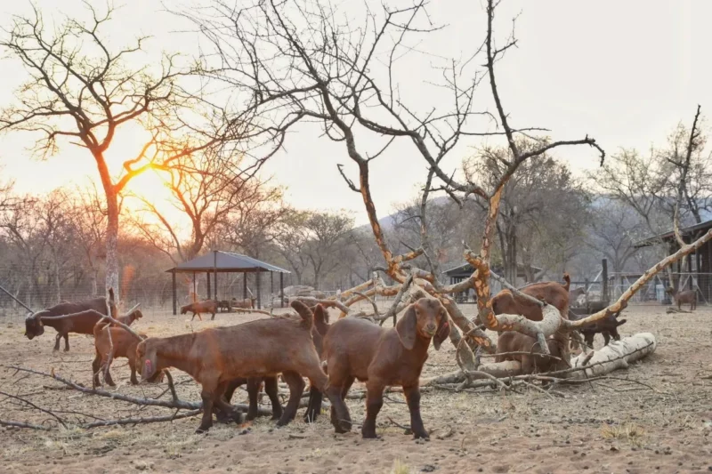 Why Kalahari Red goats are winning over SA farmers - Food For Mzansi