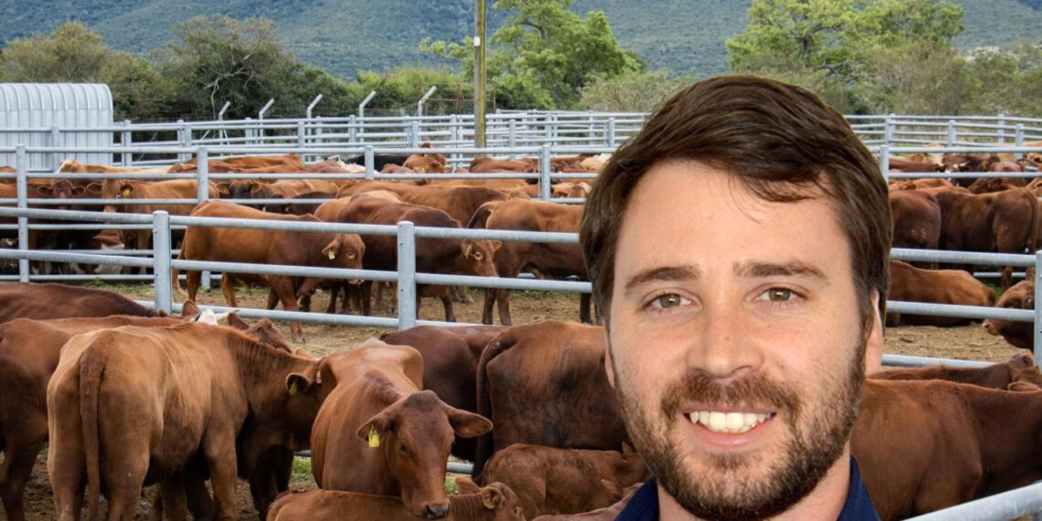 South African red meat keeps rural economies alive and growing - Food ...