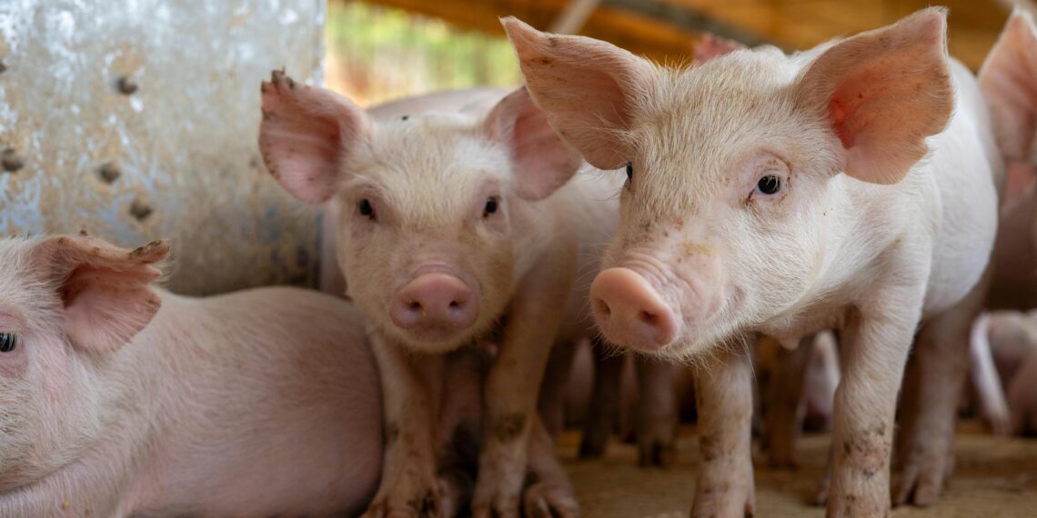 Pig farming: How to get started and keep it going - Food For Mzansi