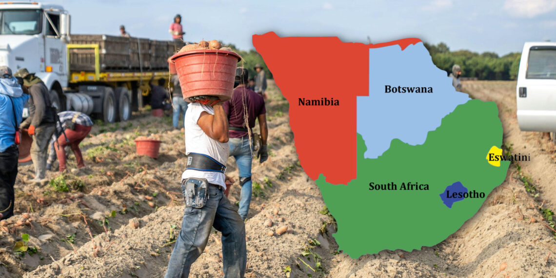 Export ready? Here’s what to know about Sacu - Food For Mzansi